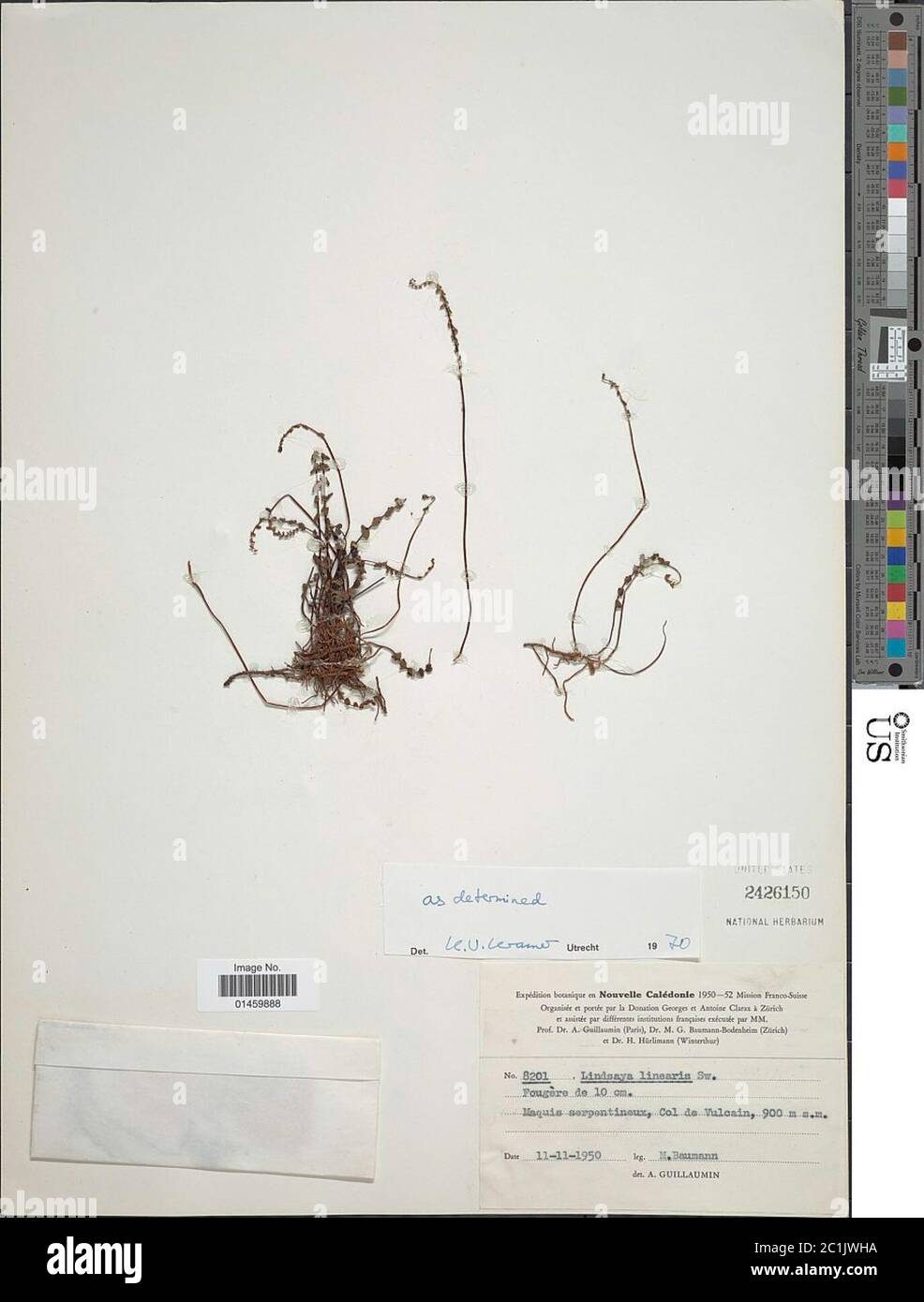 Lindsaea linearis Sw Lindsaea linearis Sw Stock Photo - Alamy