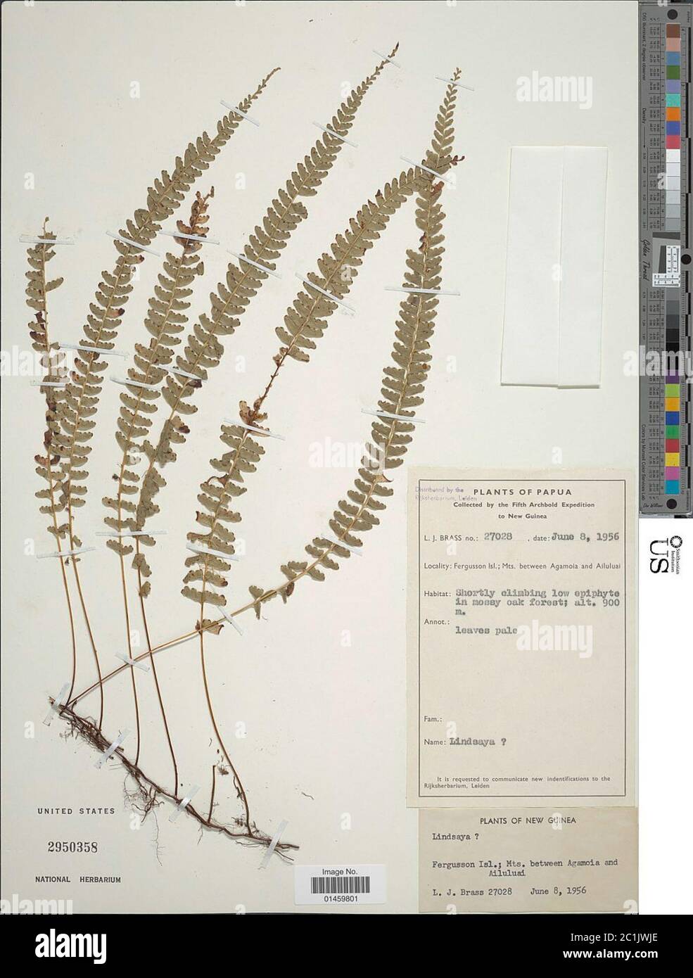 Lindsaea hi-res stock photography and images - Alamy