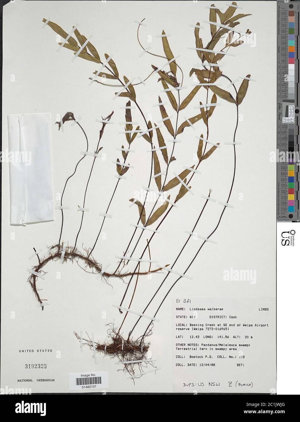 Lindsaea hi-res stock photography and images - Alamy