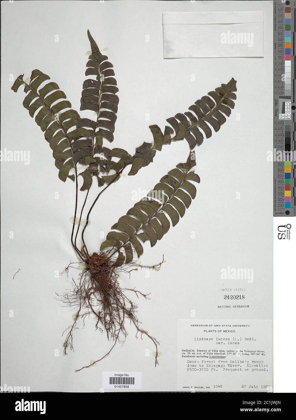 Lindsaea lancea L Bedd Lindsaea lancea L Bedd Stock Photo - Alamy