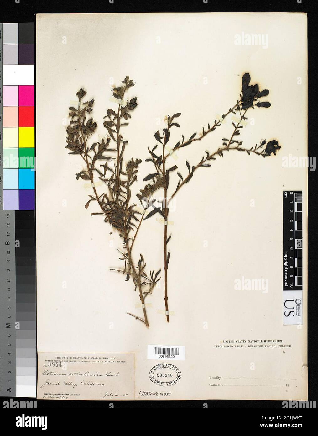 Penstemon antirrhinoides Benth Penstemon antirrhinoides Benth Stock ...
