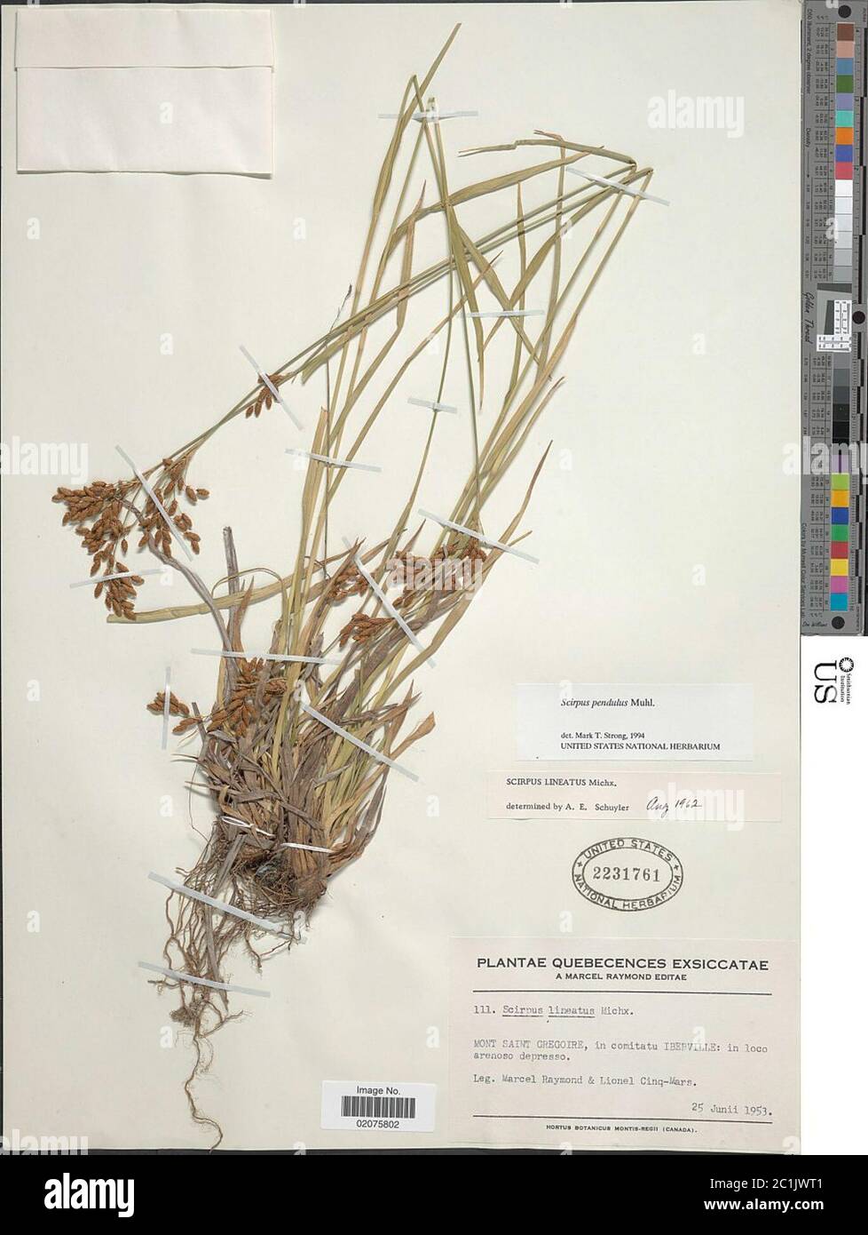 Bulrush flower hi-res stock photography and images - Alamy