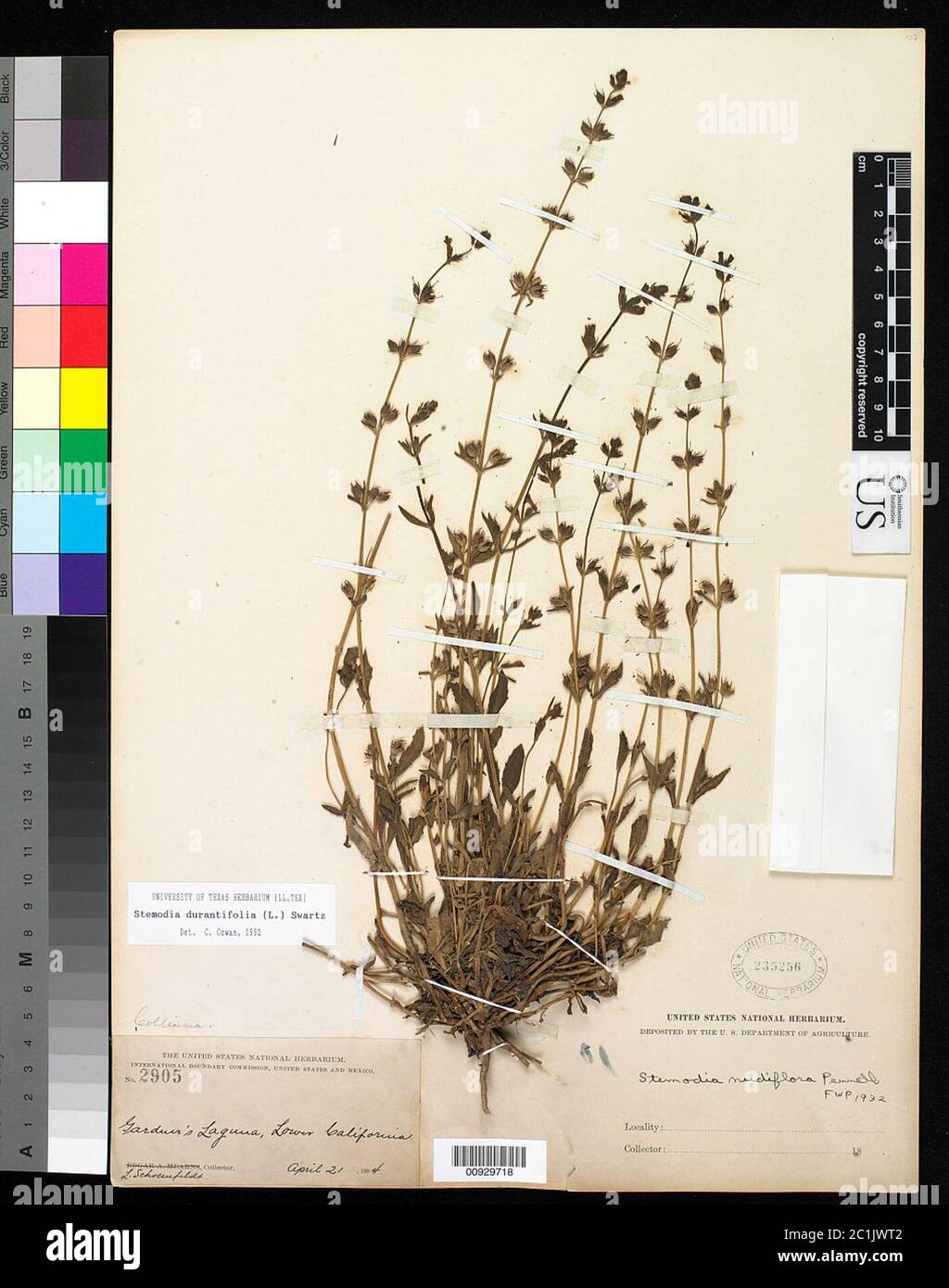 Stemodia durantifolia L Sw Stemodia durantifolia L Sw Stock Photo - Alamy