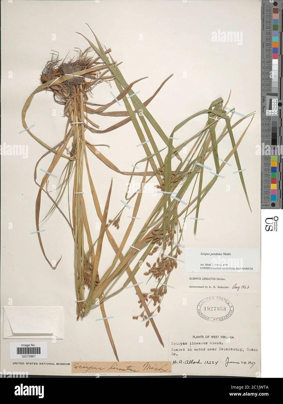 Scirpus pendulus Muhl Scirpus pendulus Muhl Stock Photo - Alamy