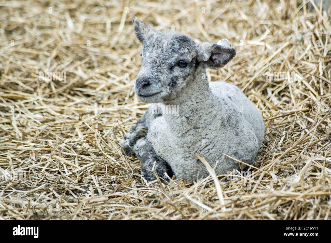 Baby lamb lying down hi-res stock photography and images - Alamy