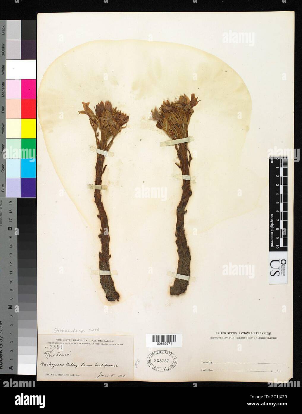 Orobanche sp hi-res stock photography and images - Alamy