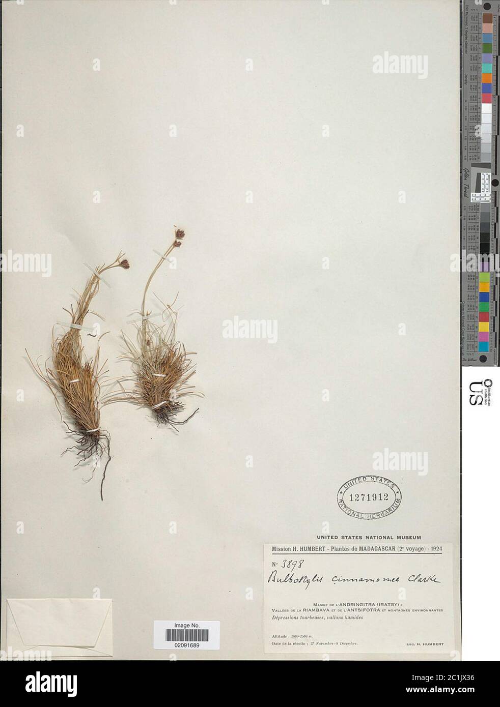 Bulbostylis cinnamomea Boeckeler CB Clarke Bulbostylis cinnamomea ...