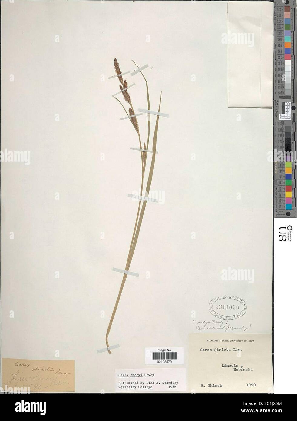 Carex emoryi Dewey Carex emoryi Dewey Stock Photo - Alamy