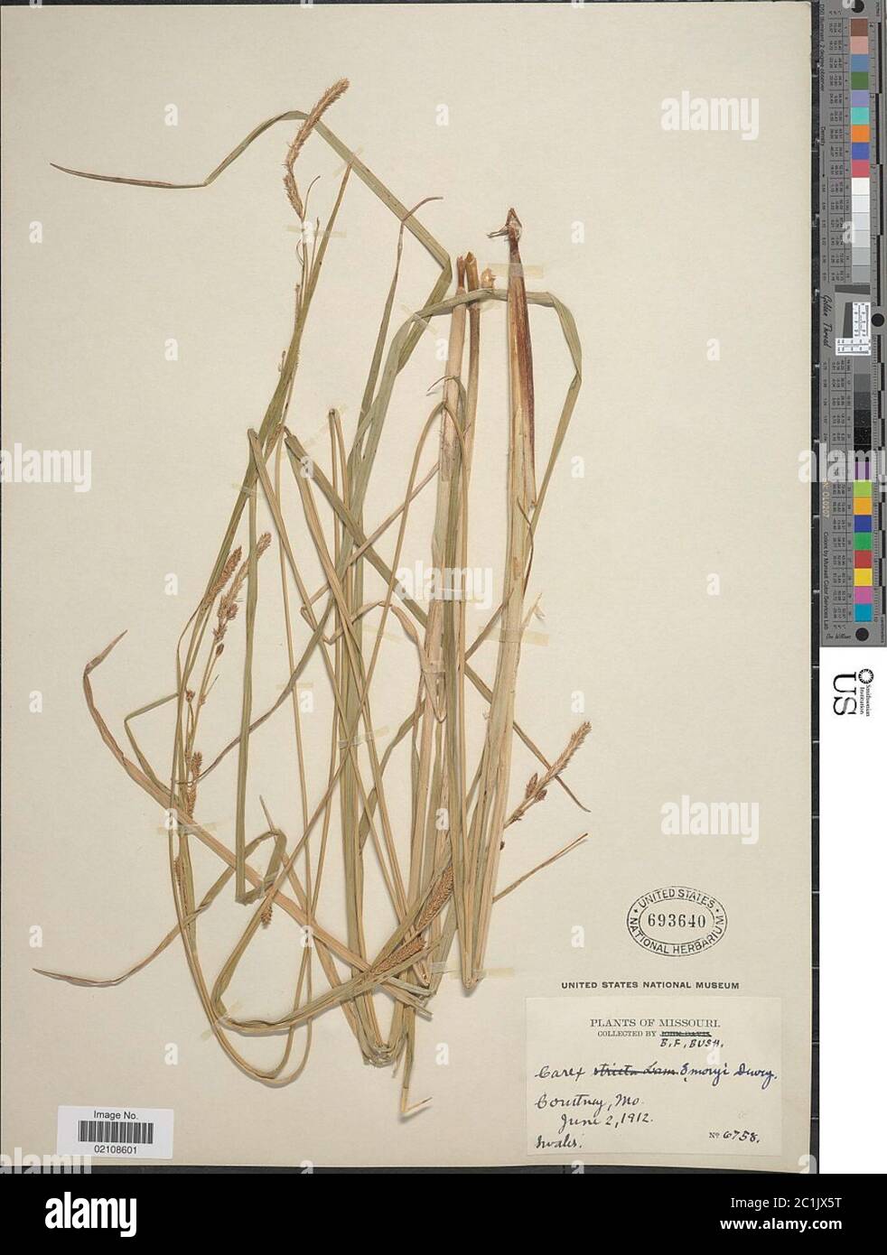 Carex emoryi Dewey Carex emoryi Dewey Stock Photo - Alamy