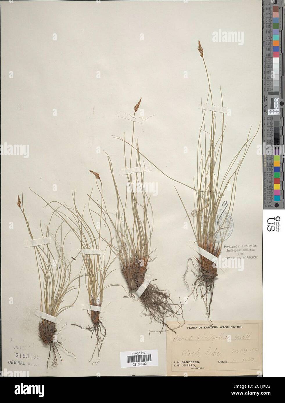 Carex filifolia Nutt Carex filifolia Nutt Stock Photo - Alamy