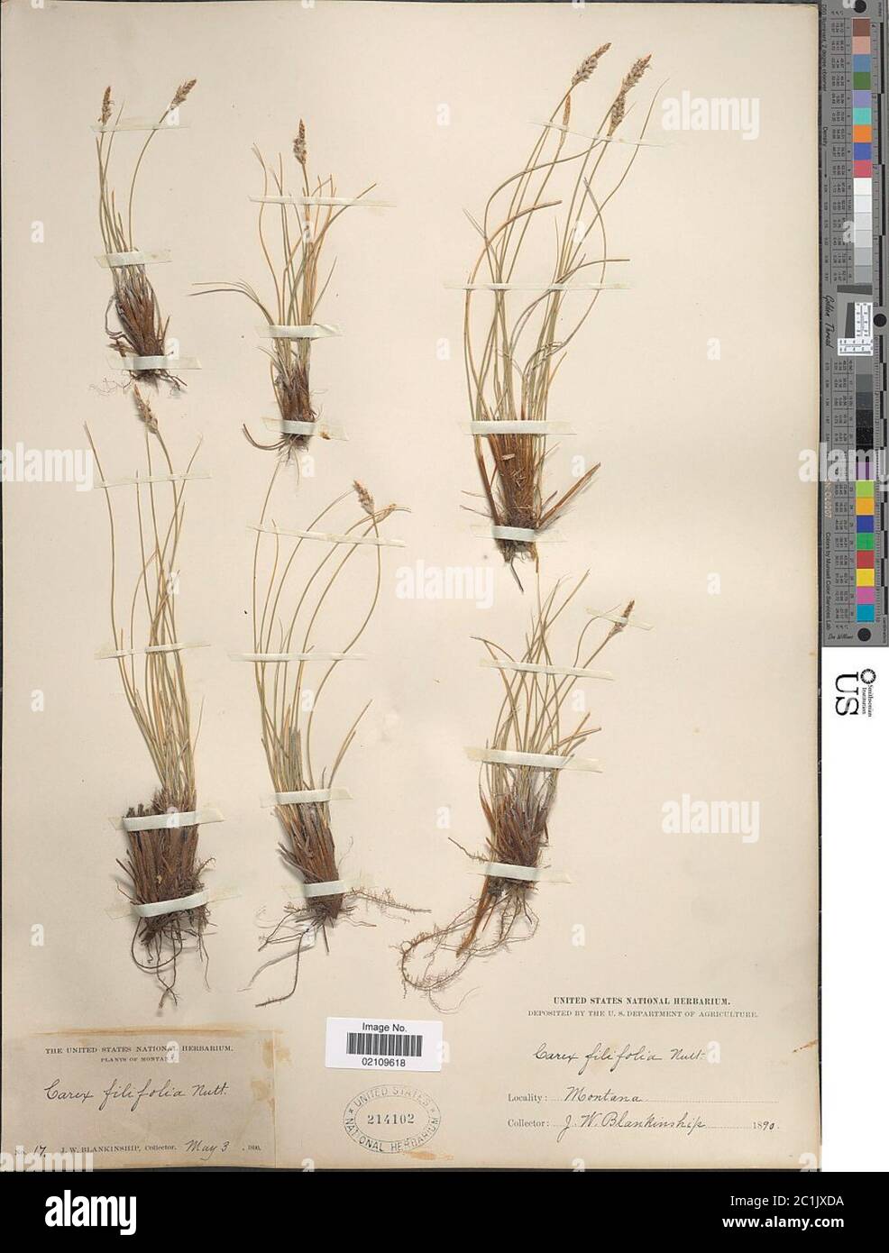 Carex filifolia Nutt Carex filifolia Nutt Stock Photo - Alamy