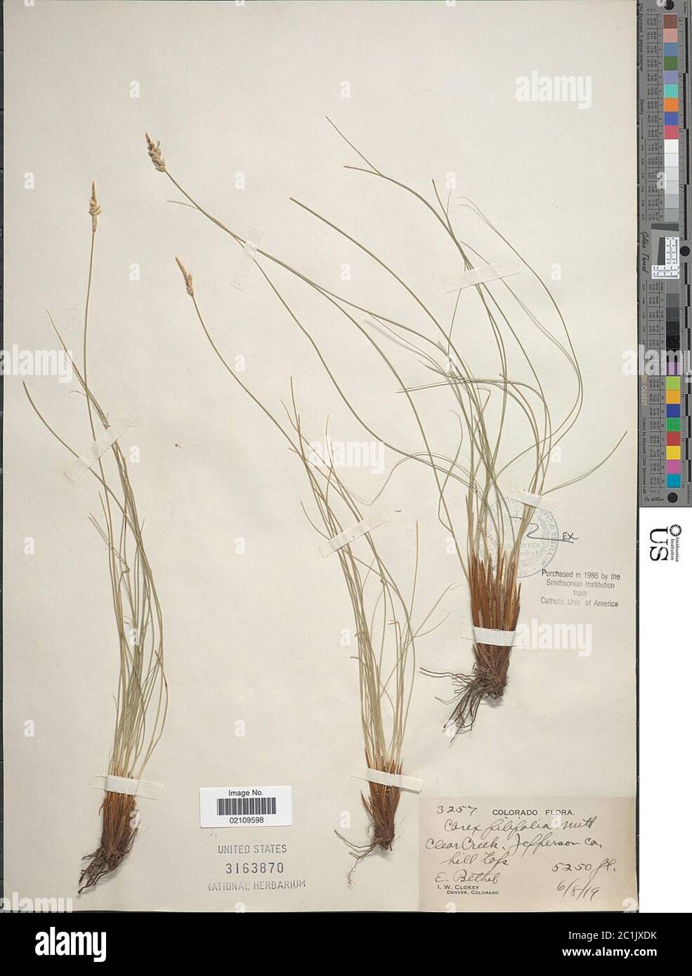 Carex filifolia Nutt Carex filifolia Nutt Stock Photo - Alamy