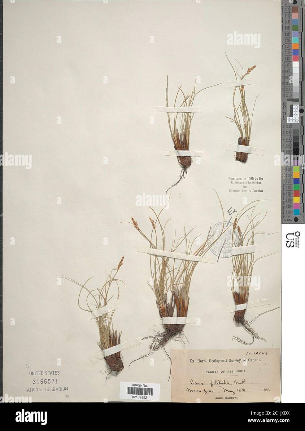 Carex filifolia Nutt Carex filifolia Nutt Stock Photo - Alamy