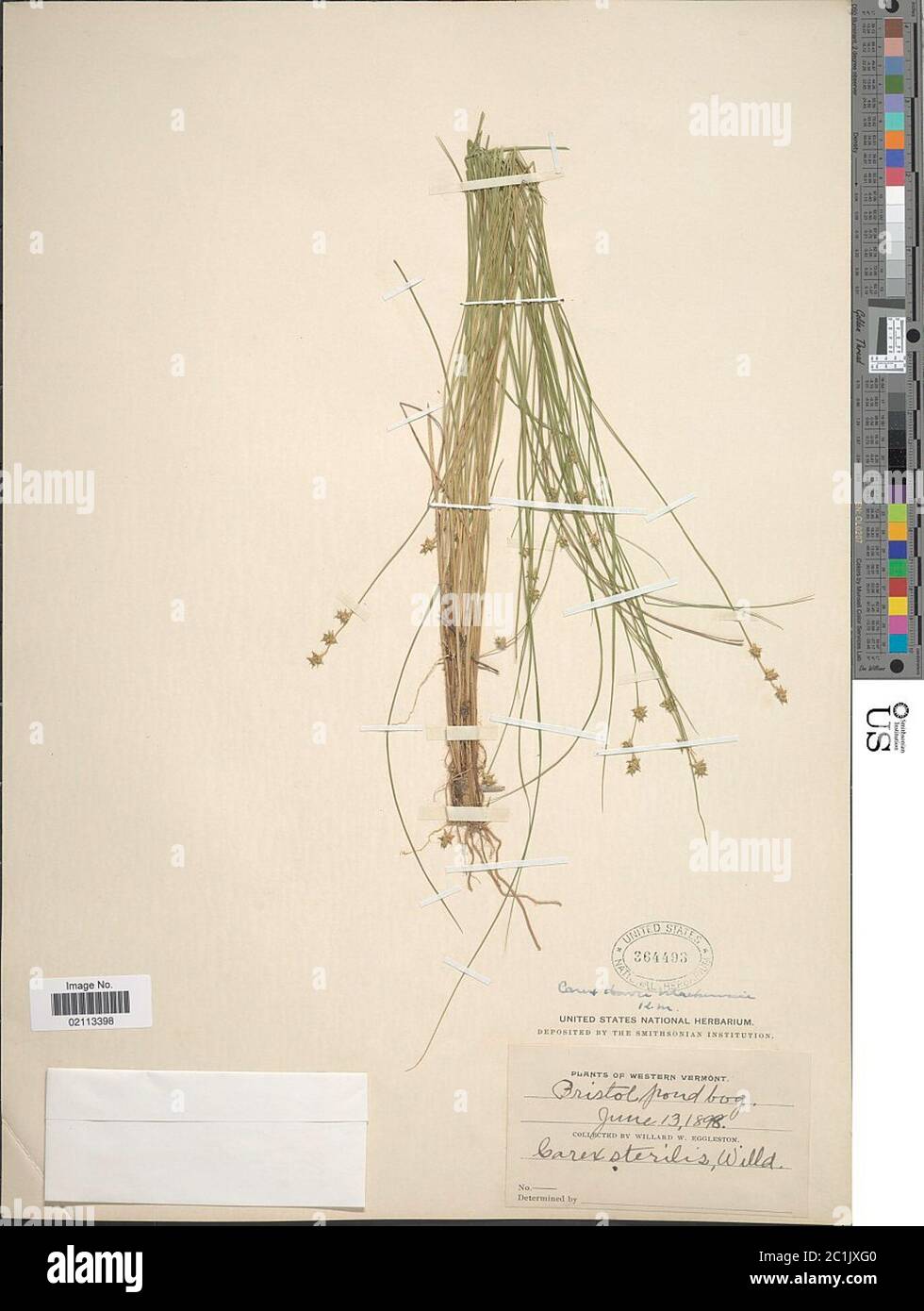 Carex howei Carex howei Stock Photo - Alamy