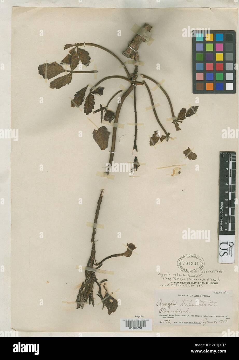 Argylia robusta Sandwith Argylia robusta Sandwith Stock Photo - Alamy