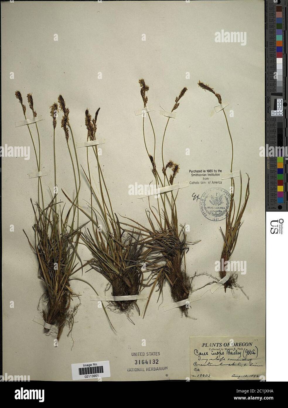 Carex inops LH Bailey Carex inops LH Bailey Stock Photo - Alamy