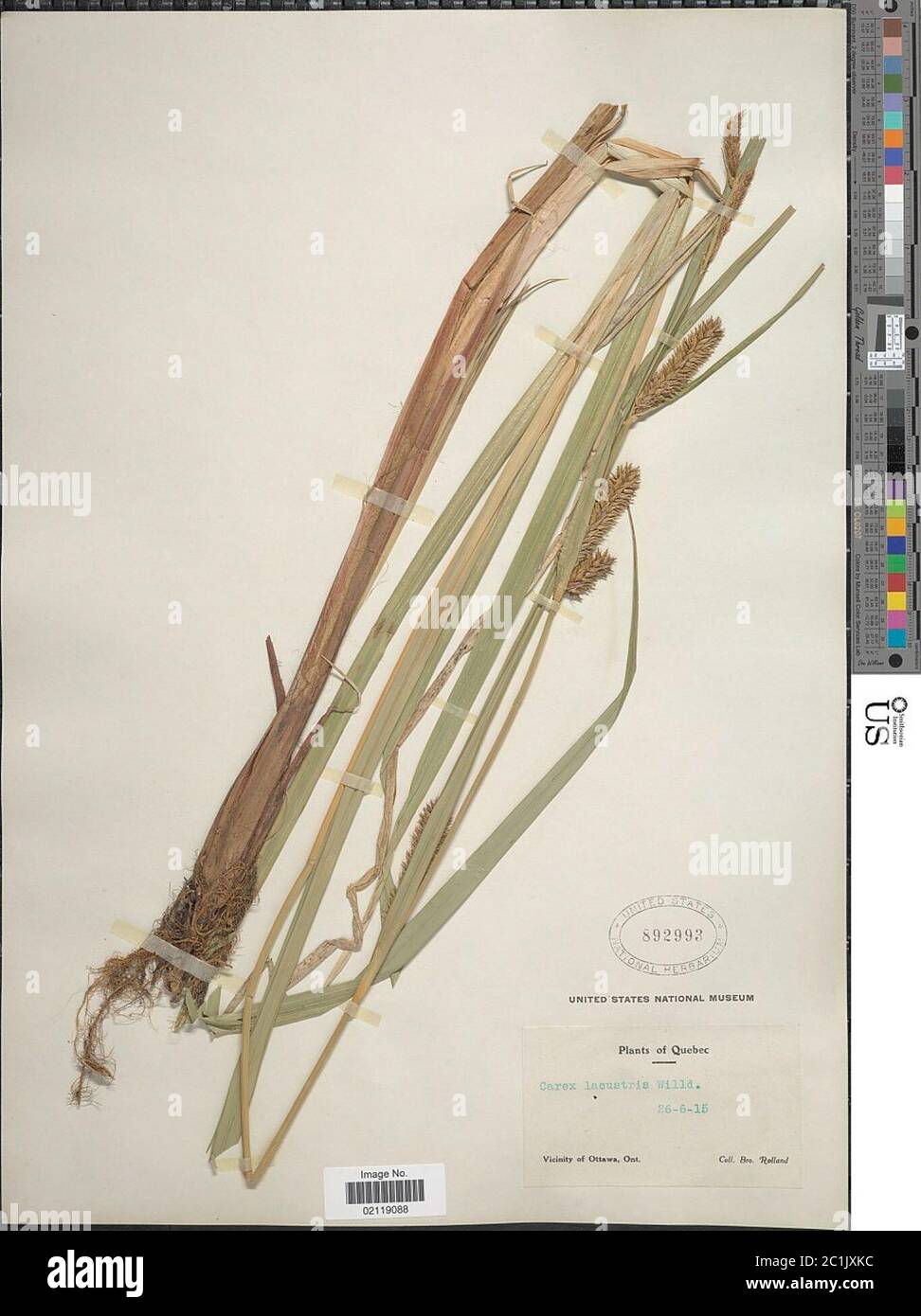 Carex lacustris Carex lacustris Stock Photo - Alamy