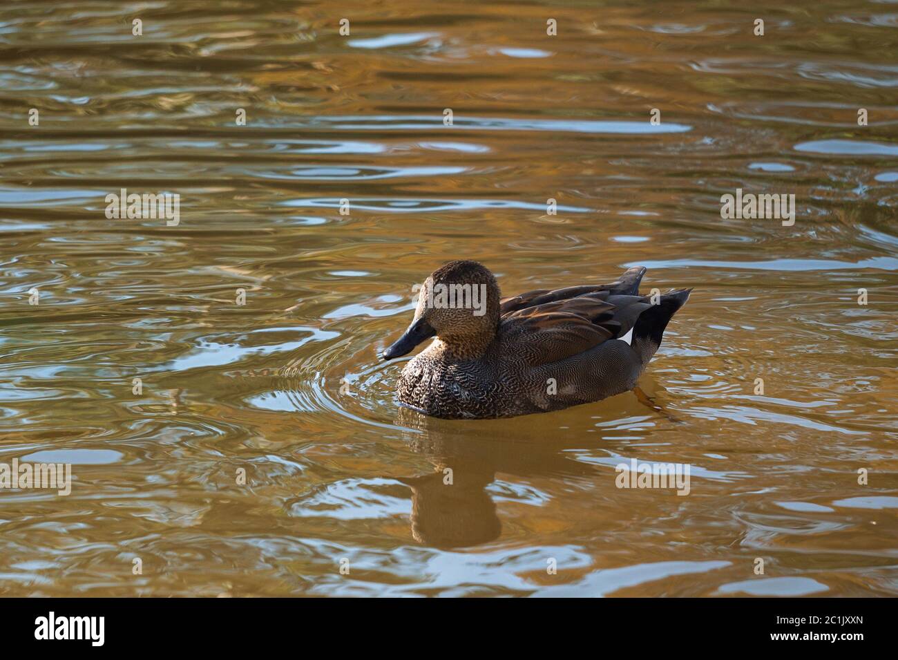 goose duck in the water Stock Photo - Alamy