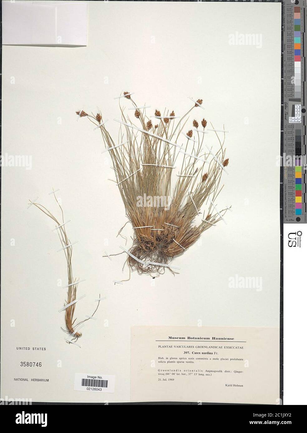 Carex nardina Fr Carex nardina Fr Stock Photo - Alamy