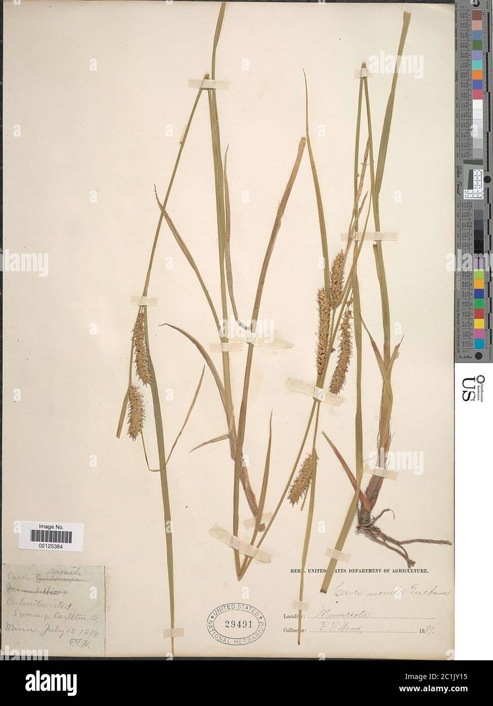 Carex monile Tuck Carex monile Tuck Stock Photo - Alamy