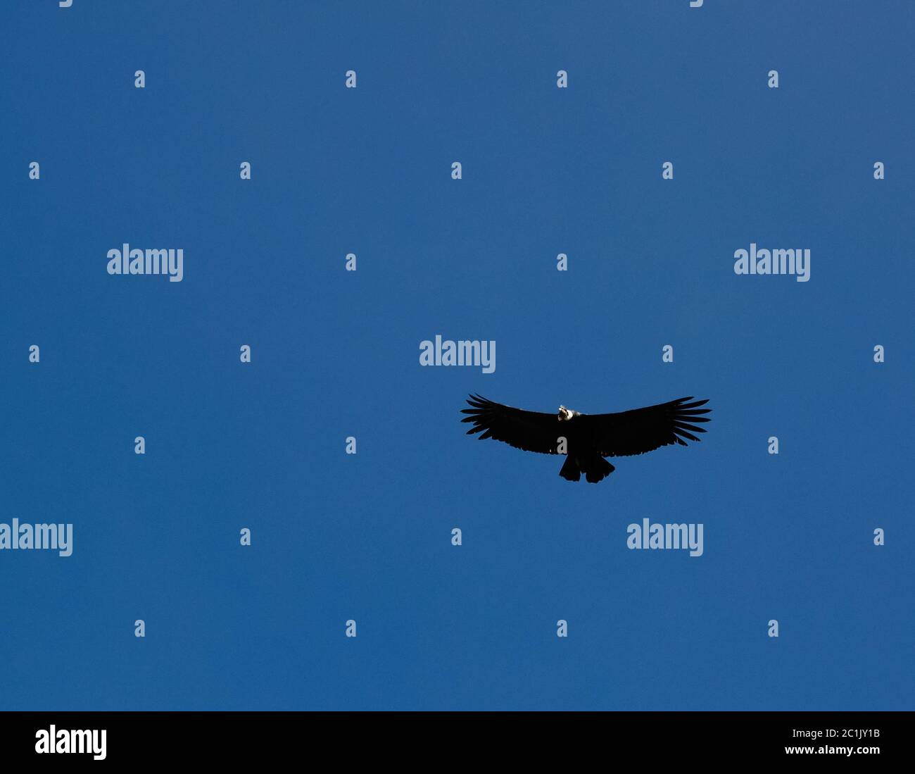 Condors above the Colca canyon at Condor Cross or Cruz Del Condor ...