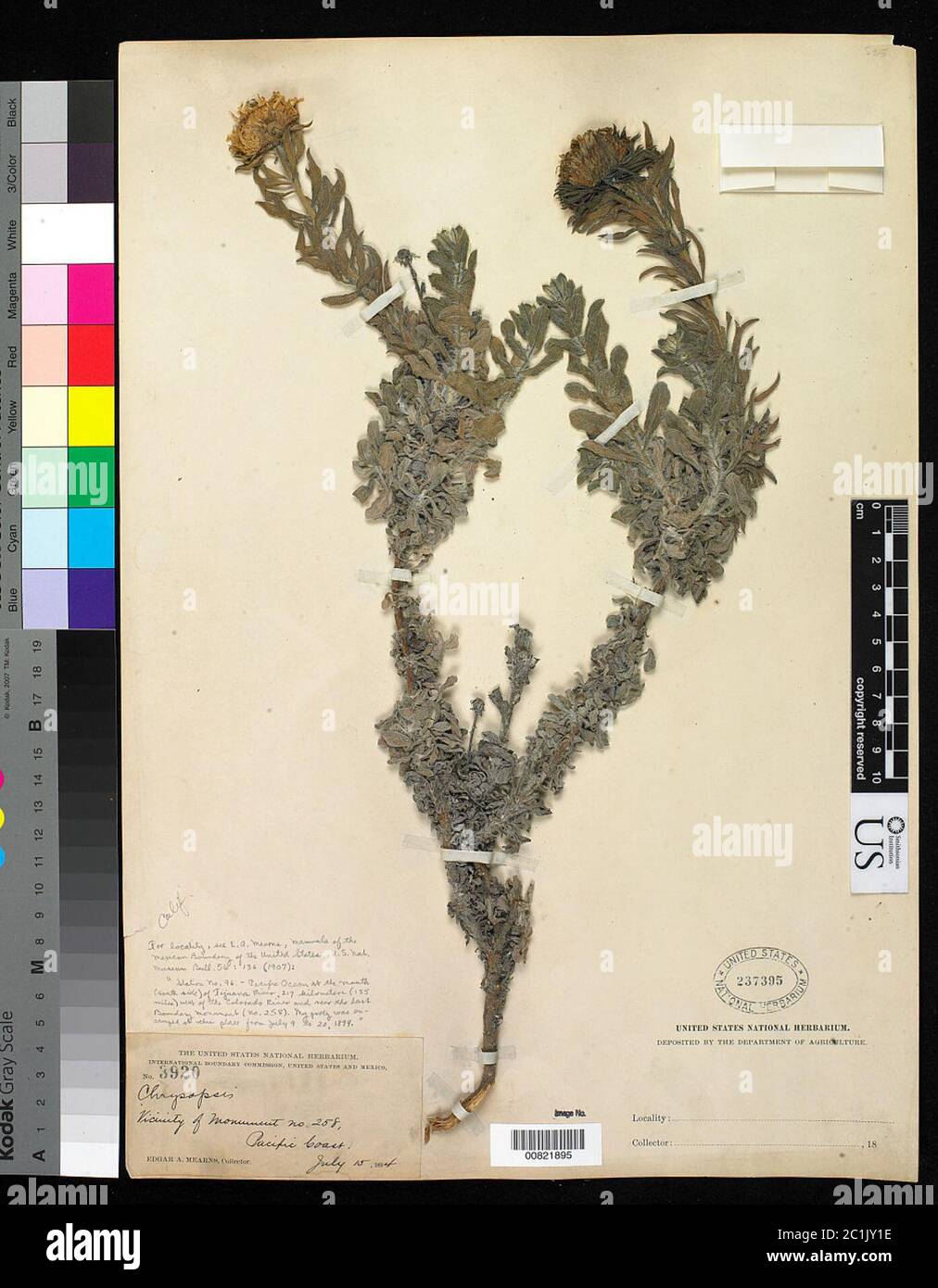 Chrysopsis hi-res stock photography and images - Alamy