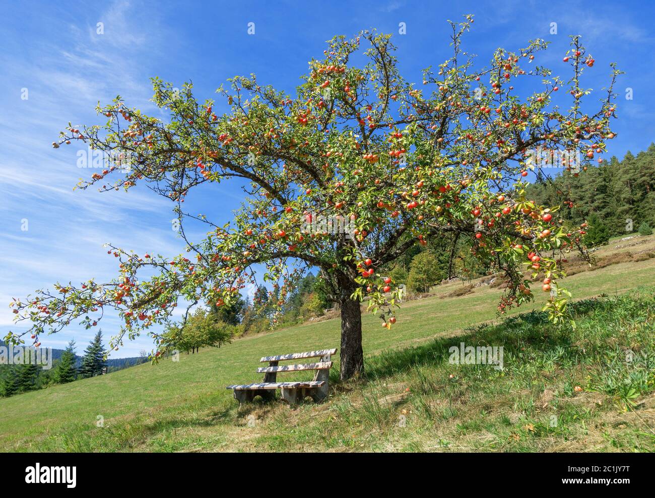 Tree grass slope hi-res stock photography and images - Alamy
