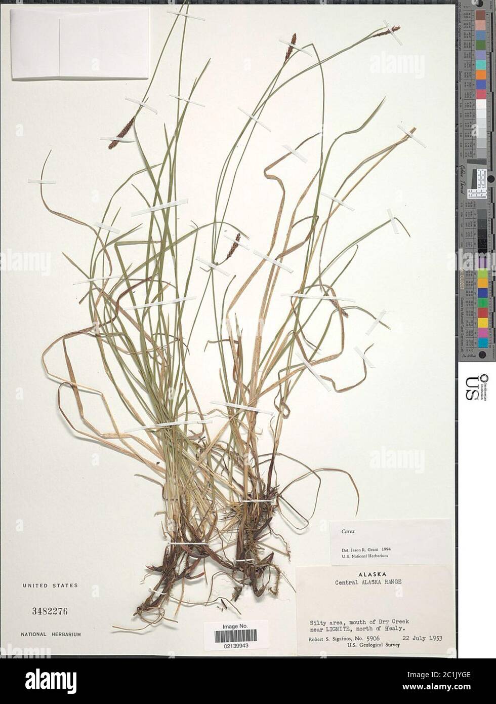 Carex sp Carex sp Stock Photo - Alamy