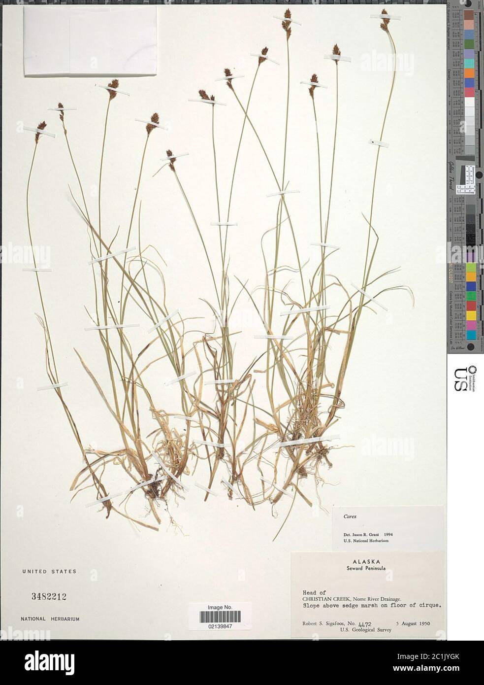 Carex sp Carex sp Stock Photo - Alamy