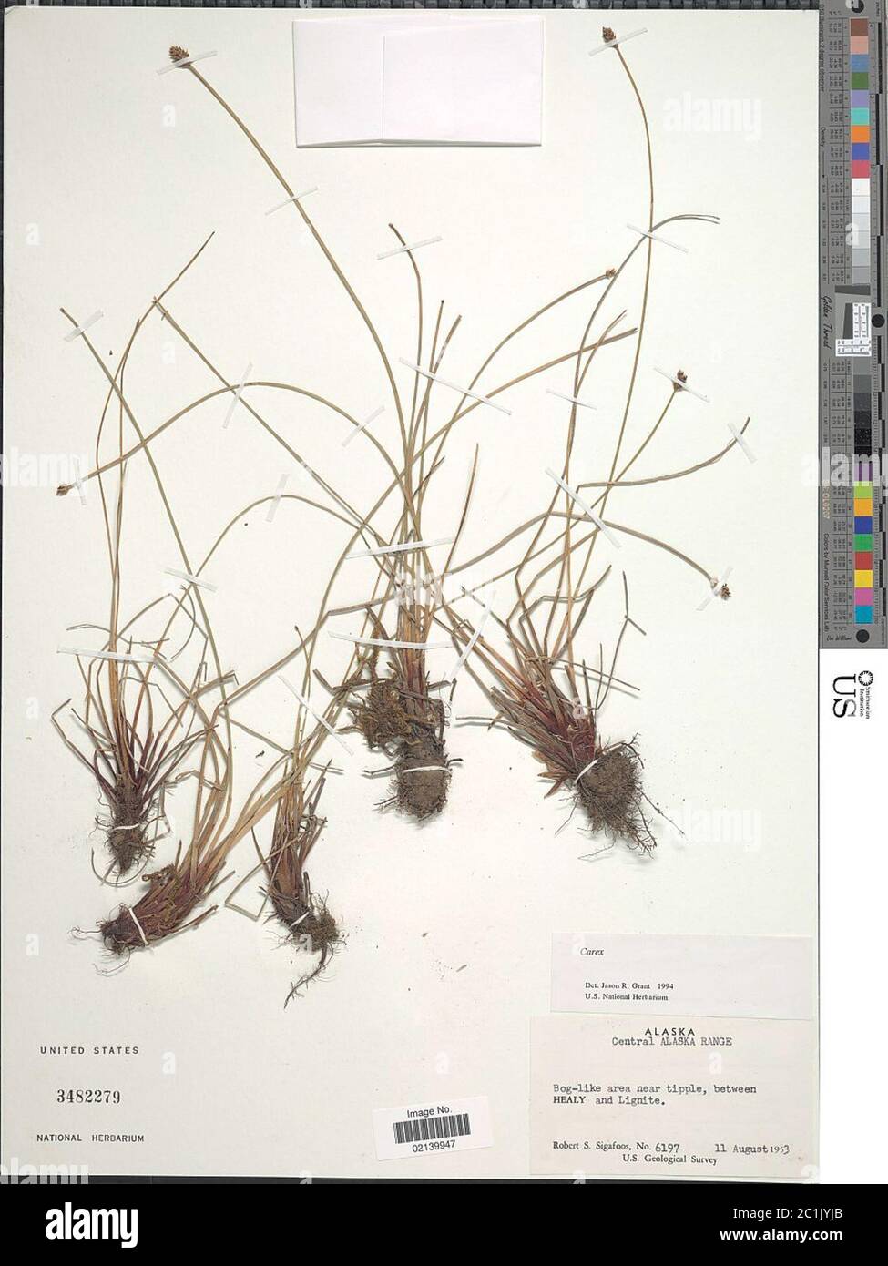 Carex sp Carex sp Stock Photo - Alamy