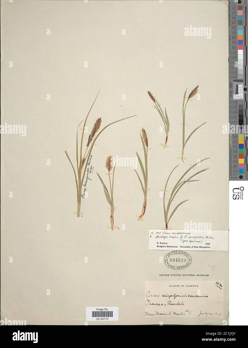 Carex sp Carex sp Stock Photo - Alamy