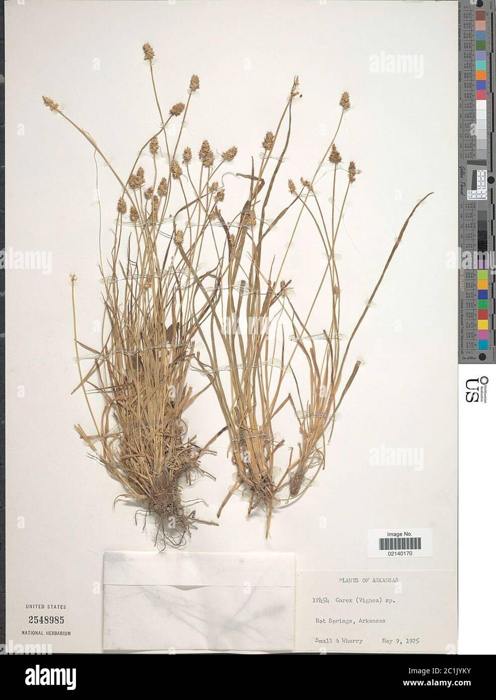 Carex sp Carex sp Stock Photo - Alamy