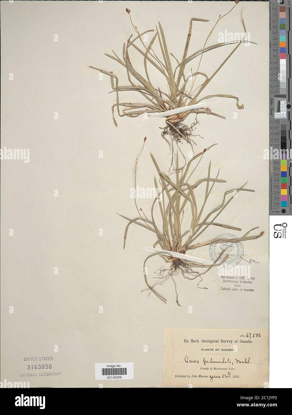 Carex sp Carex sp Stock Photo - Alamy