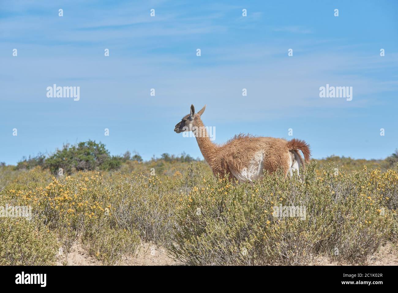 Guanaco in grassland hi-res stock photography and images - Alamy