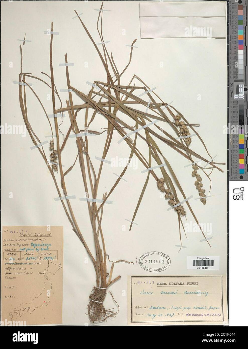 Carex maackii Maxim Carex maackii Maxim Stock Photo - Alamy