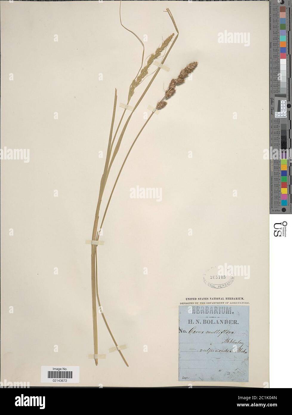 Carex vulpina L Carex vulpina L Stock Photo - Alamy