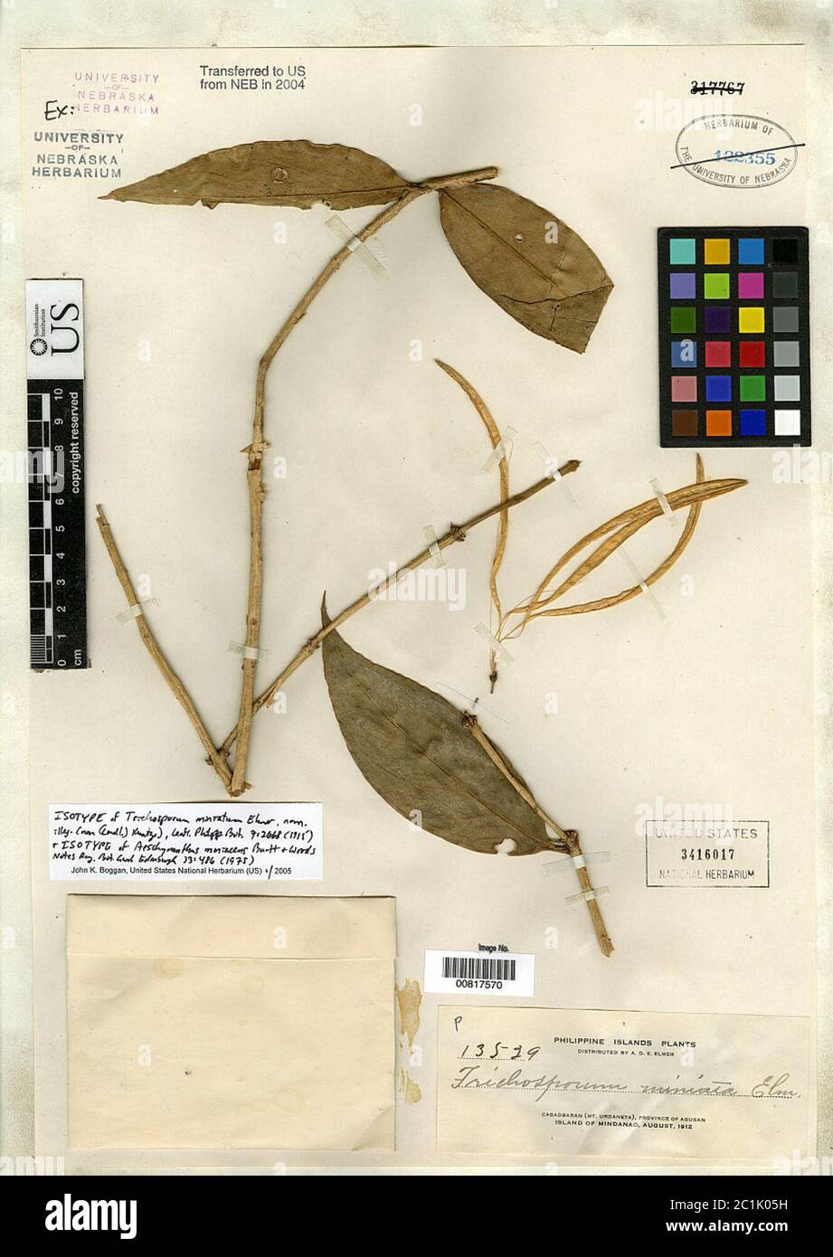 Trichosporum miniatum Elmer Trichosporum miniatum Elmer Stock Photo - Alamy