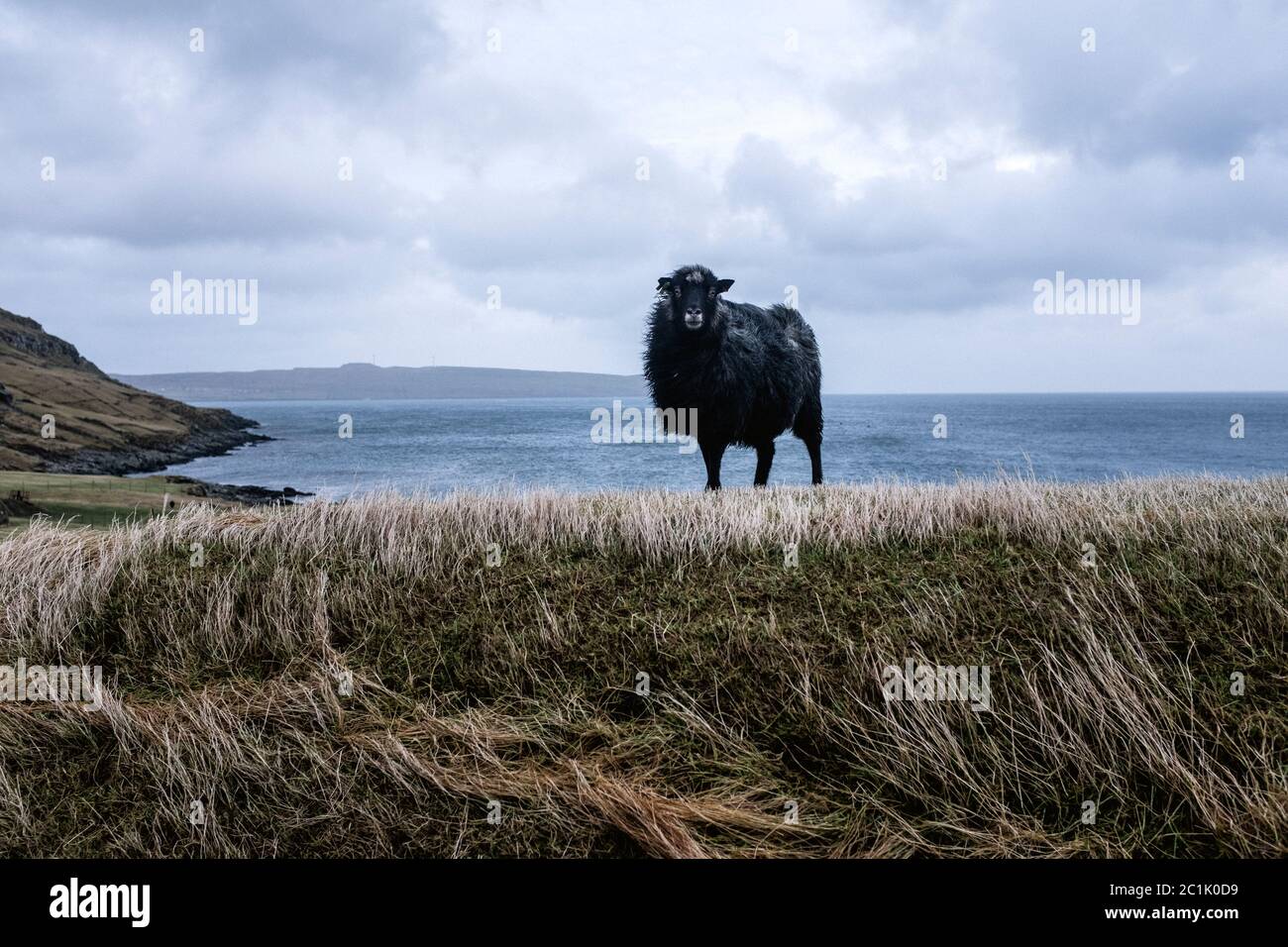 Pulled back view of black sheep on grass, Streymoy, Faroe Islands Stock ...