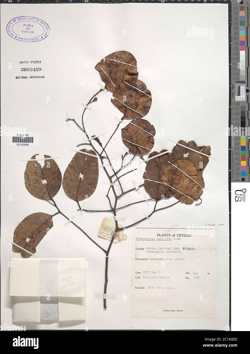 Pterocarpus marsupium Pterocarpus marsupium Stock Photo - Alamy