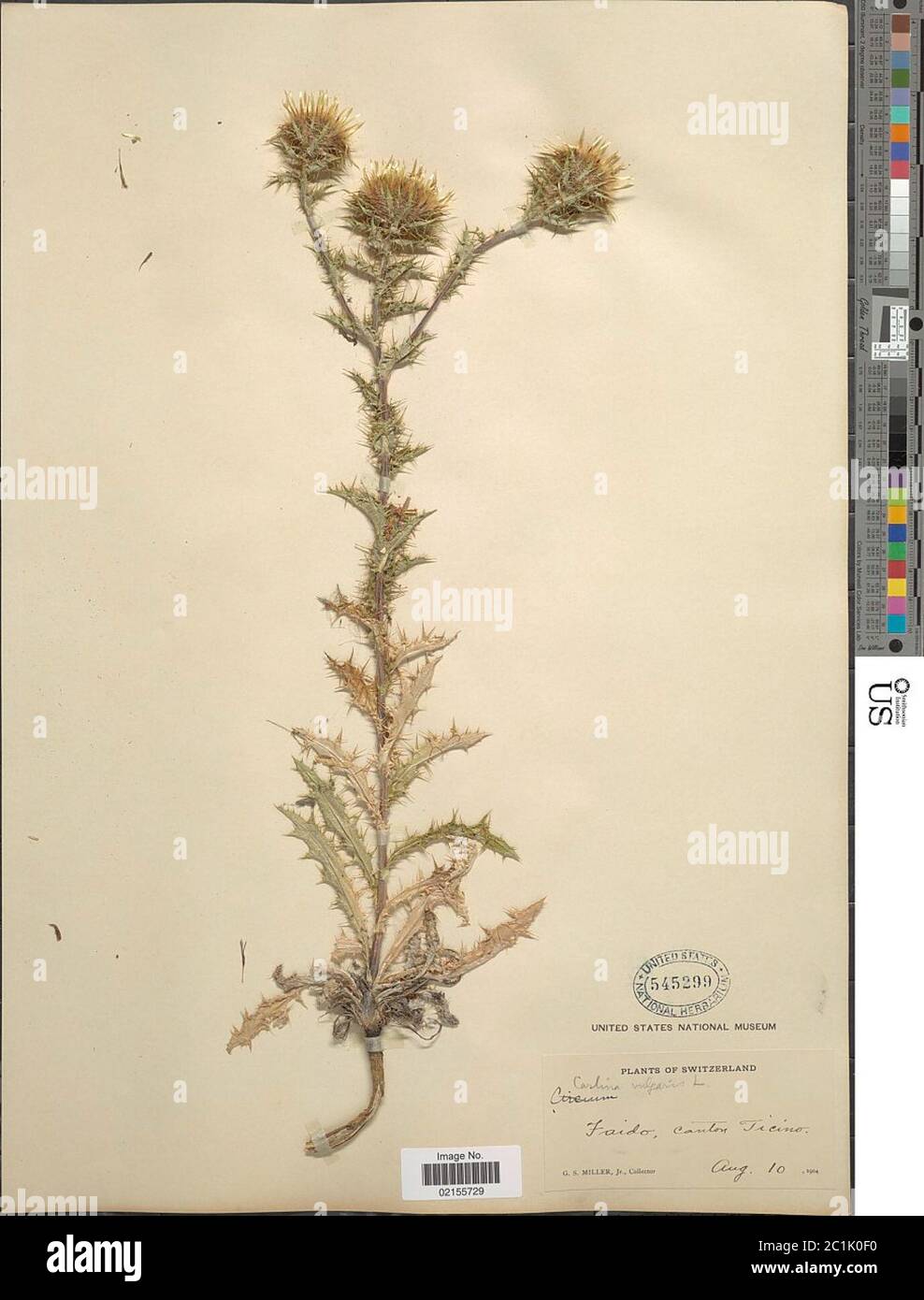 Thistle flower acanthoides hi-res stock photography and images - Alamy