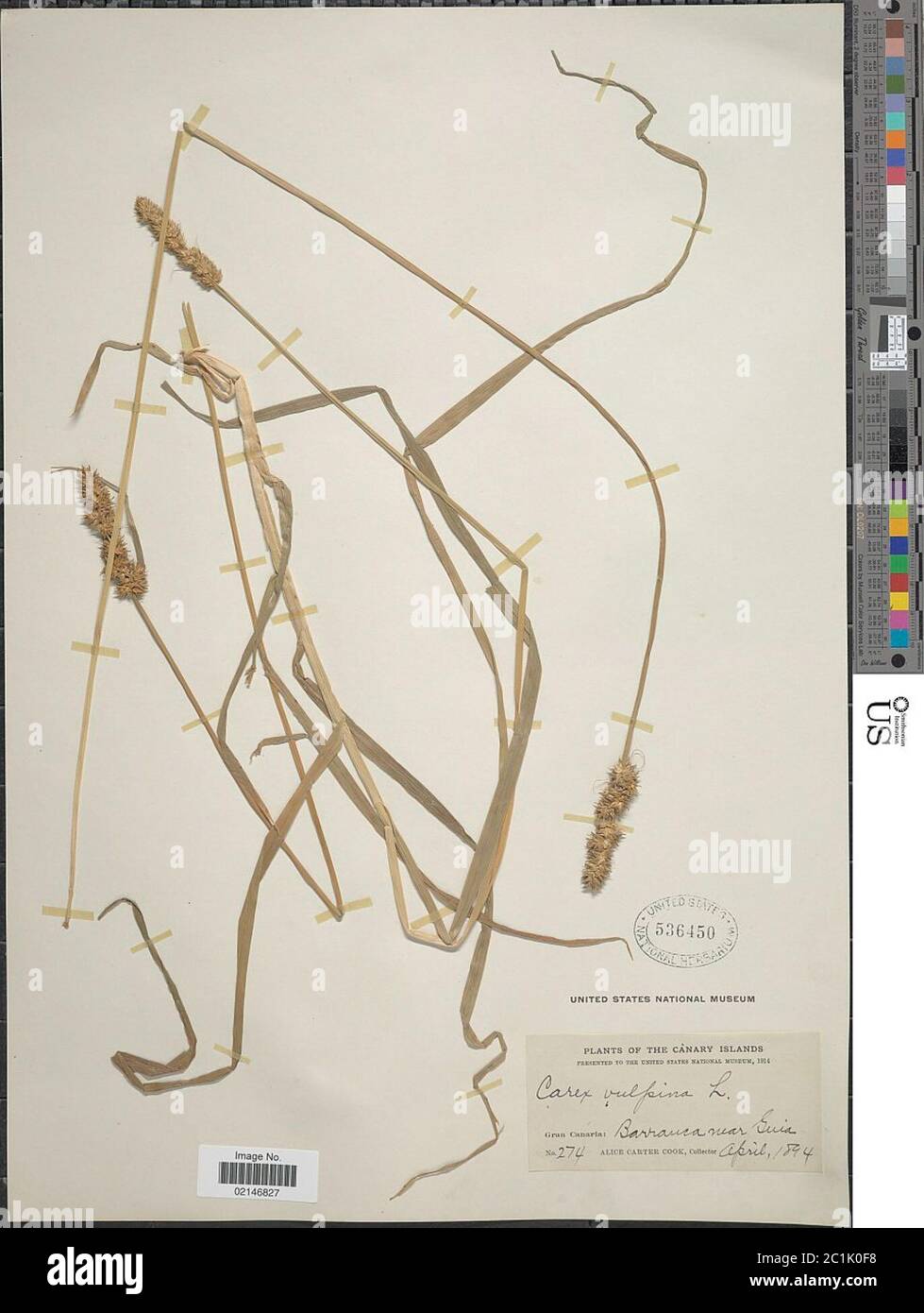 Carex vulpina L Carex vulpina L Stock Photo - Alamy