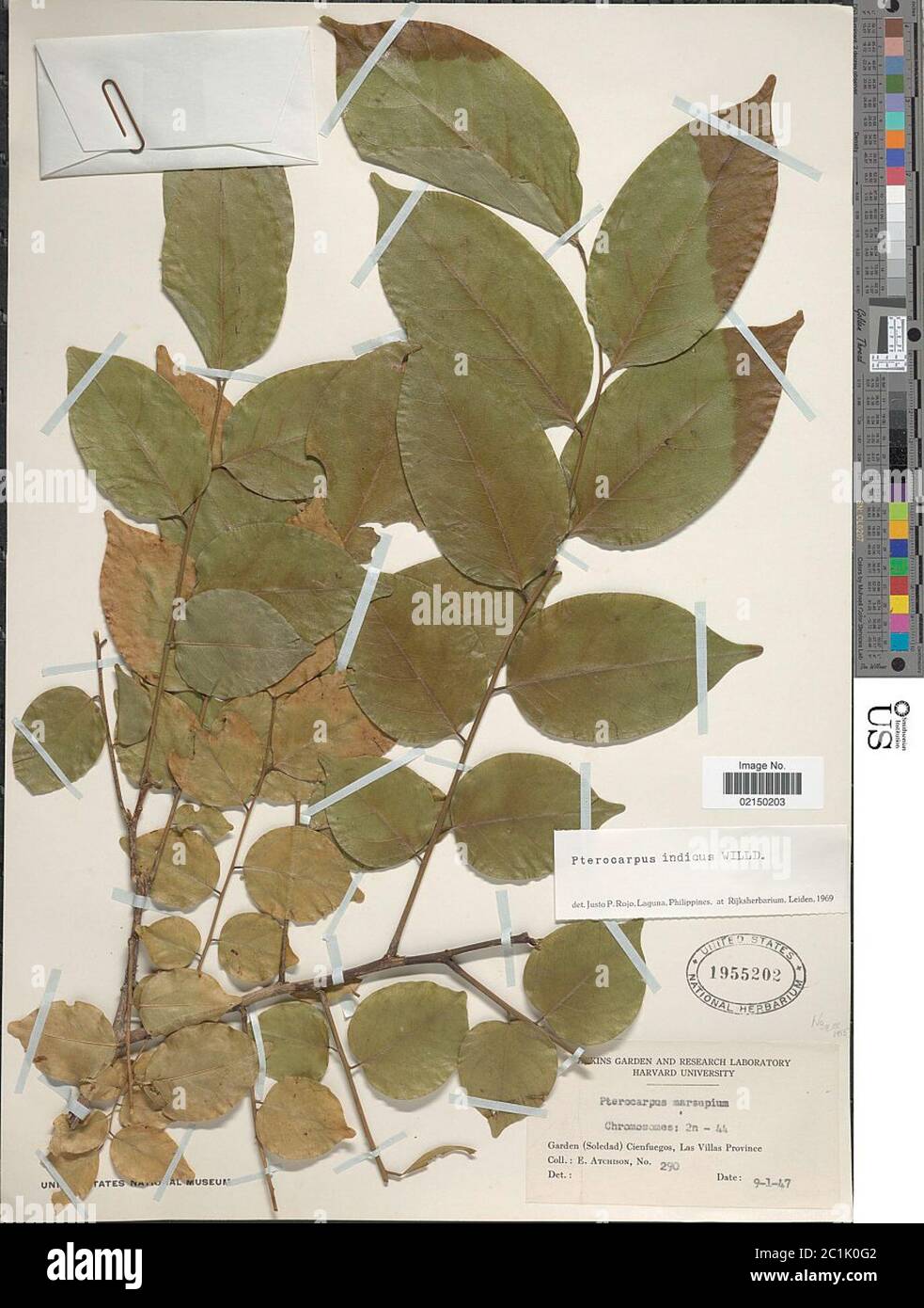 Pterocarpus sp Pterocarpus sp Stock Photo - Alamy