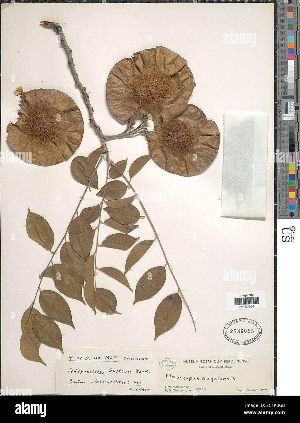 Pterocarpus angolensis DC Pterocarpus angolensis DC Stock Photo - Alamy