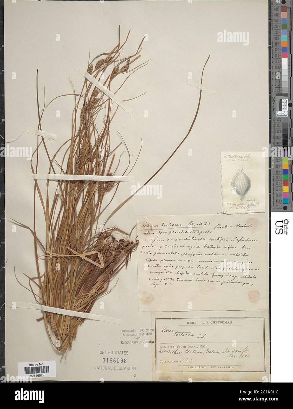 Carex testacea hi-res stock photography and images - Alamy