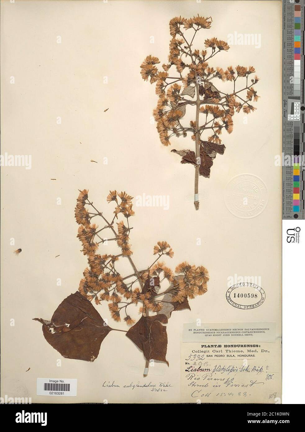 Sinclairia deamii BL Rob Bartl Rydb Sinclairia deamii BL Rob Bartl Rydb ...