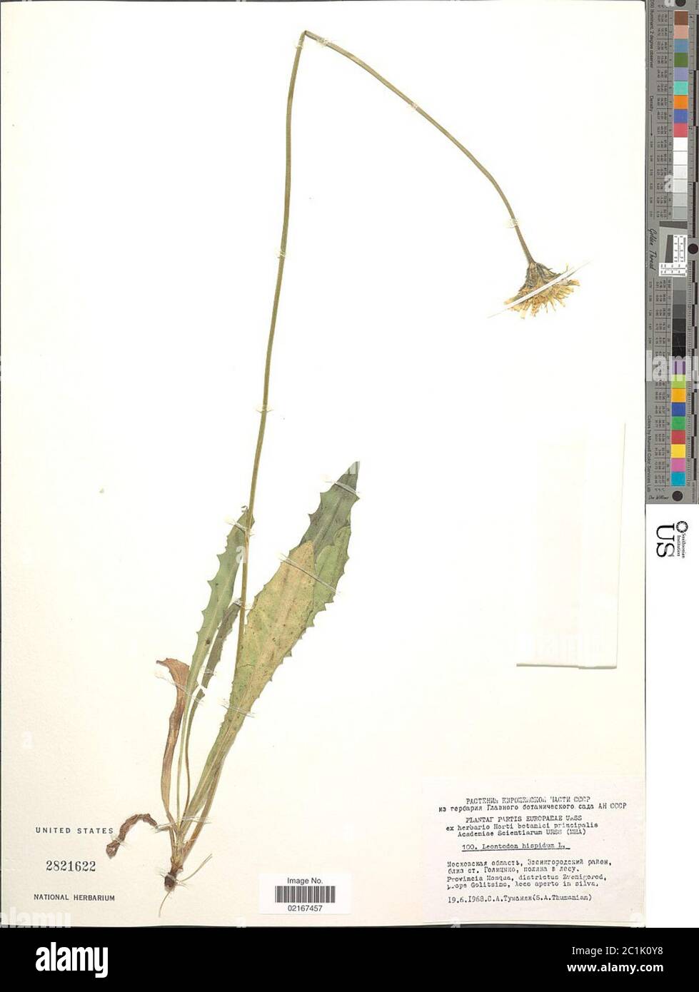 Leontodon hispidus L Leontodon hispidus L Stock Photo - Alamy