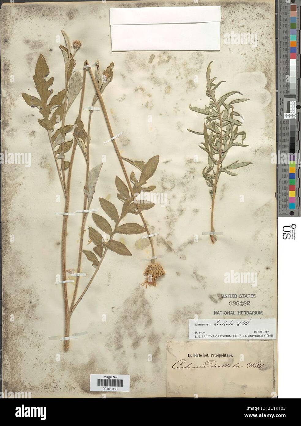 Centaurea dealbata Willd Centaurea dealbata Willd Stock Photo - Alamy