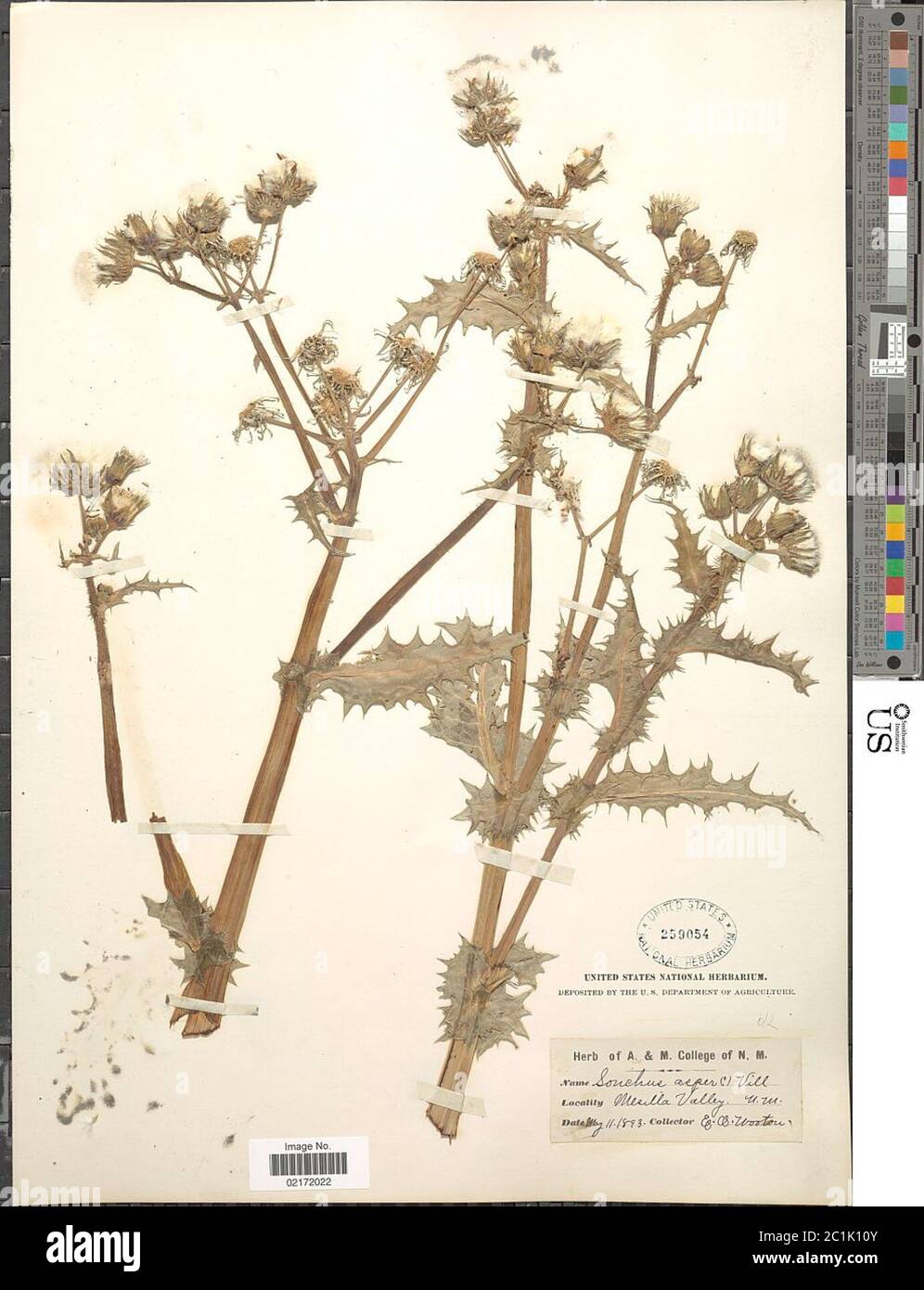 Plant species sonchus asper hi-res stock photography and images - Alamy