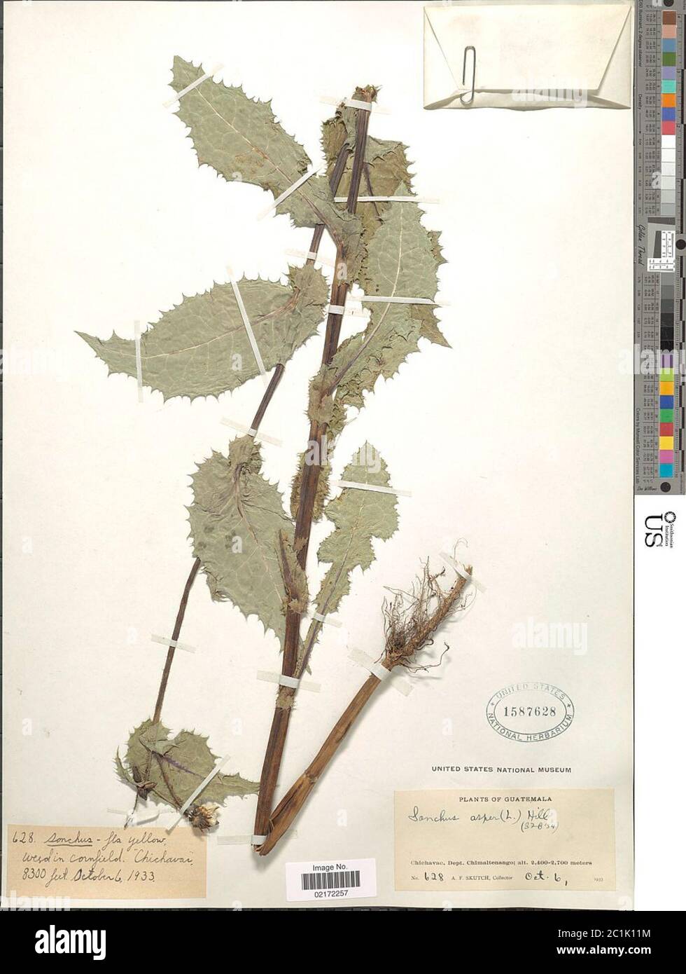 Plant species sonchus asper hi-res stock photography and images - Alamy