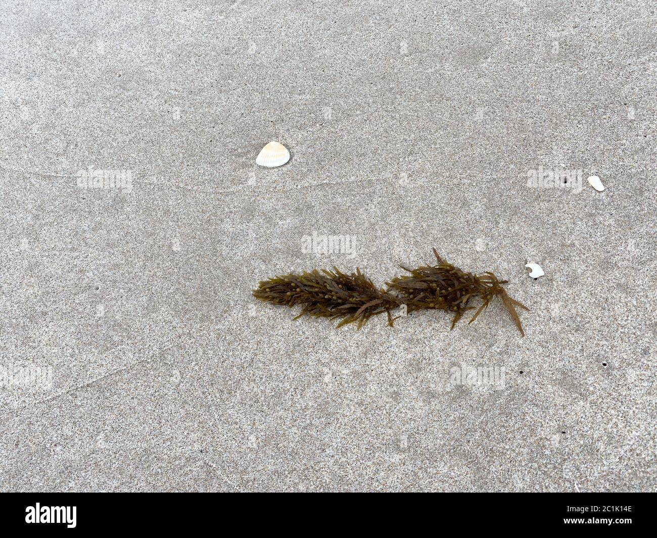 Shells Seaweed On Beach Atlantic High Resolution Stock Photography and ...